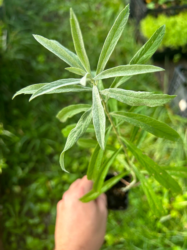 Prairie Sage Artemisia Ludoviciana Native White Sagebrush Live Potted ...