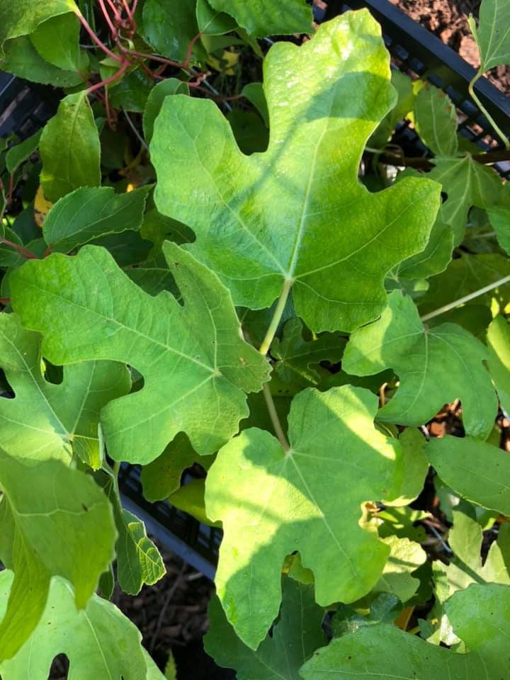 Chicago Hardy Fig Live Potted Plant Ficus Carica Tree Fruit Shrub - Etsy