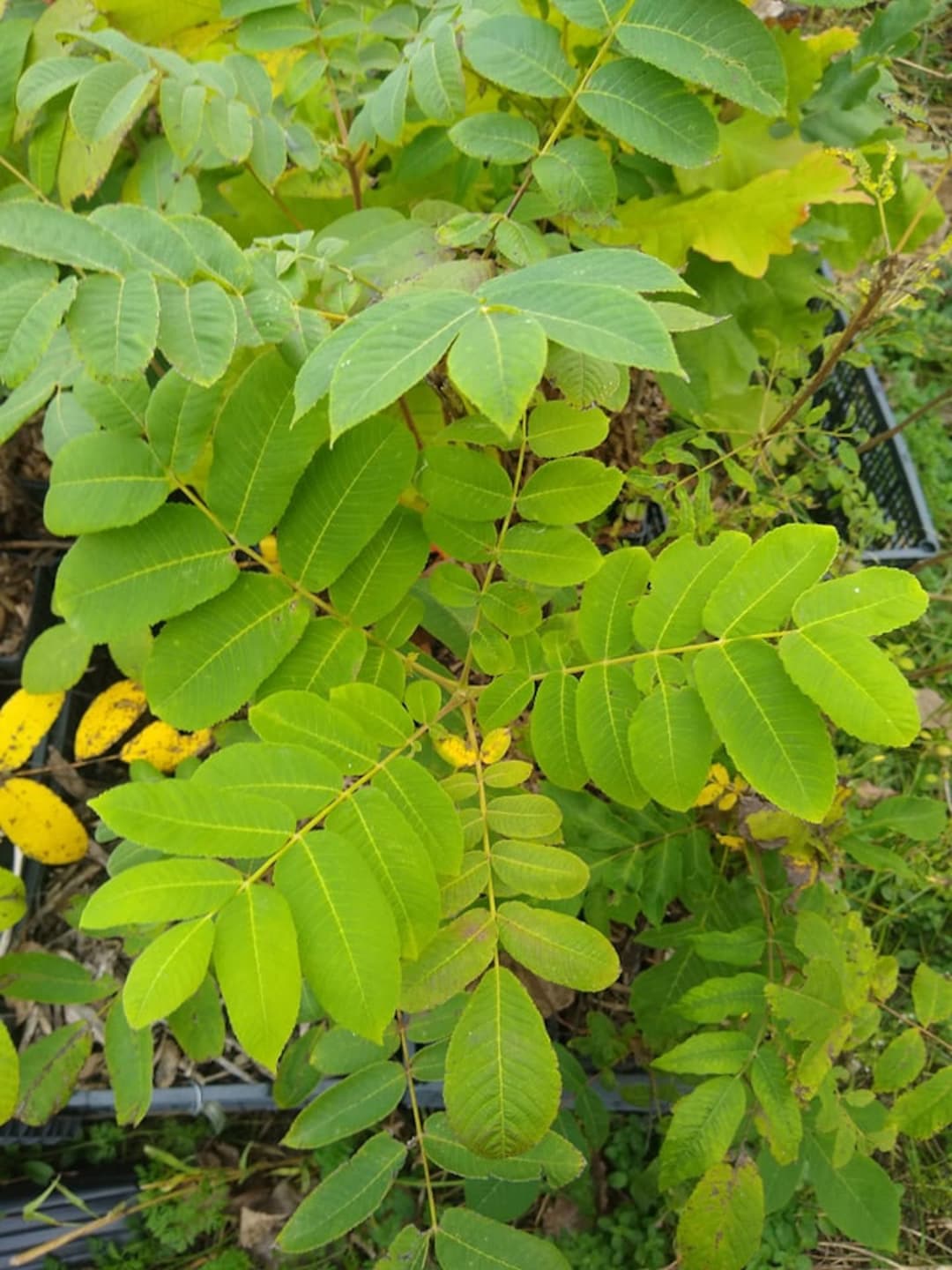 Heartnut Tree Potted Seedlings, Japanese Walnut, Juglans Ailantifolia ...