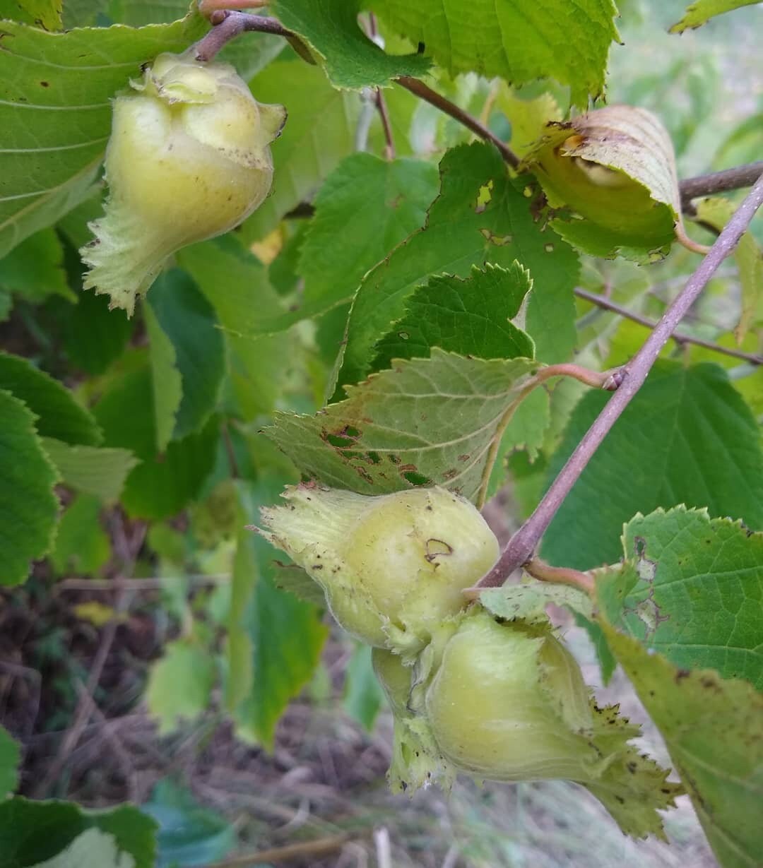 Hybrid Hazelnut Live Plant, Corylus Filbert, USDA Zone 5b - Etsy