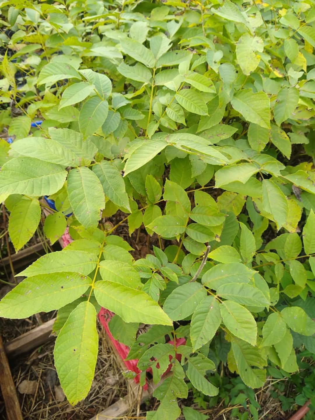 English/persian/carpathian Walnut Seedling Trees, Cold Hardy USDA ...