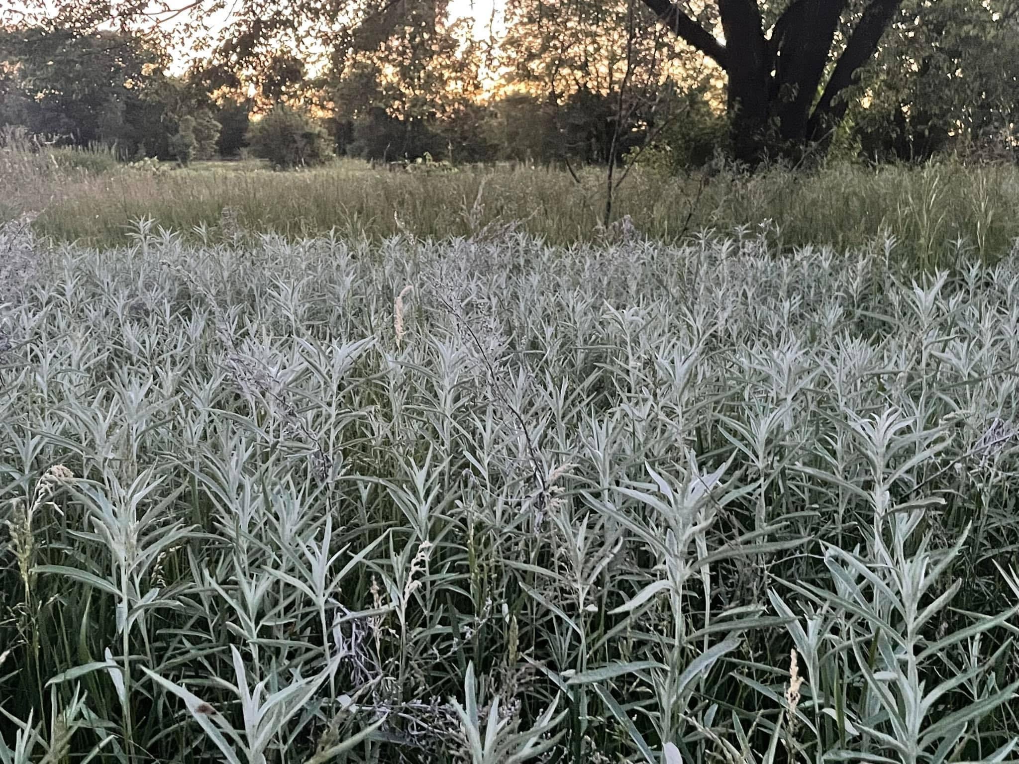 Prairie Sage Artemisia Ludoviciana Native White Sagebrush Live Potted ...