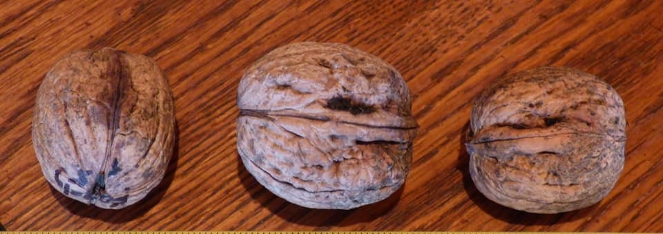 English/persian/carpathian Walnut Seedling Trees, Cold Hardy USDA ...