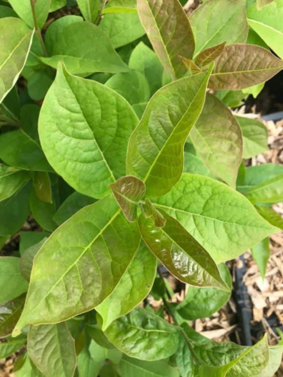 American Persimmon Tree Seedling, Cold Hardy, D. Virginiana, 2+ Years ...