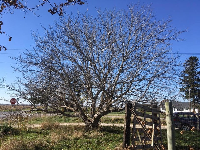 English/persian/carpathian Walnut Seedling Trees, Cold Hardy USDA ...