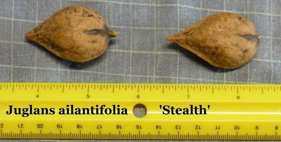 Heartnut Tree Potted Seedlings, Japanese Walnut, Juglans Ailantifolia ...