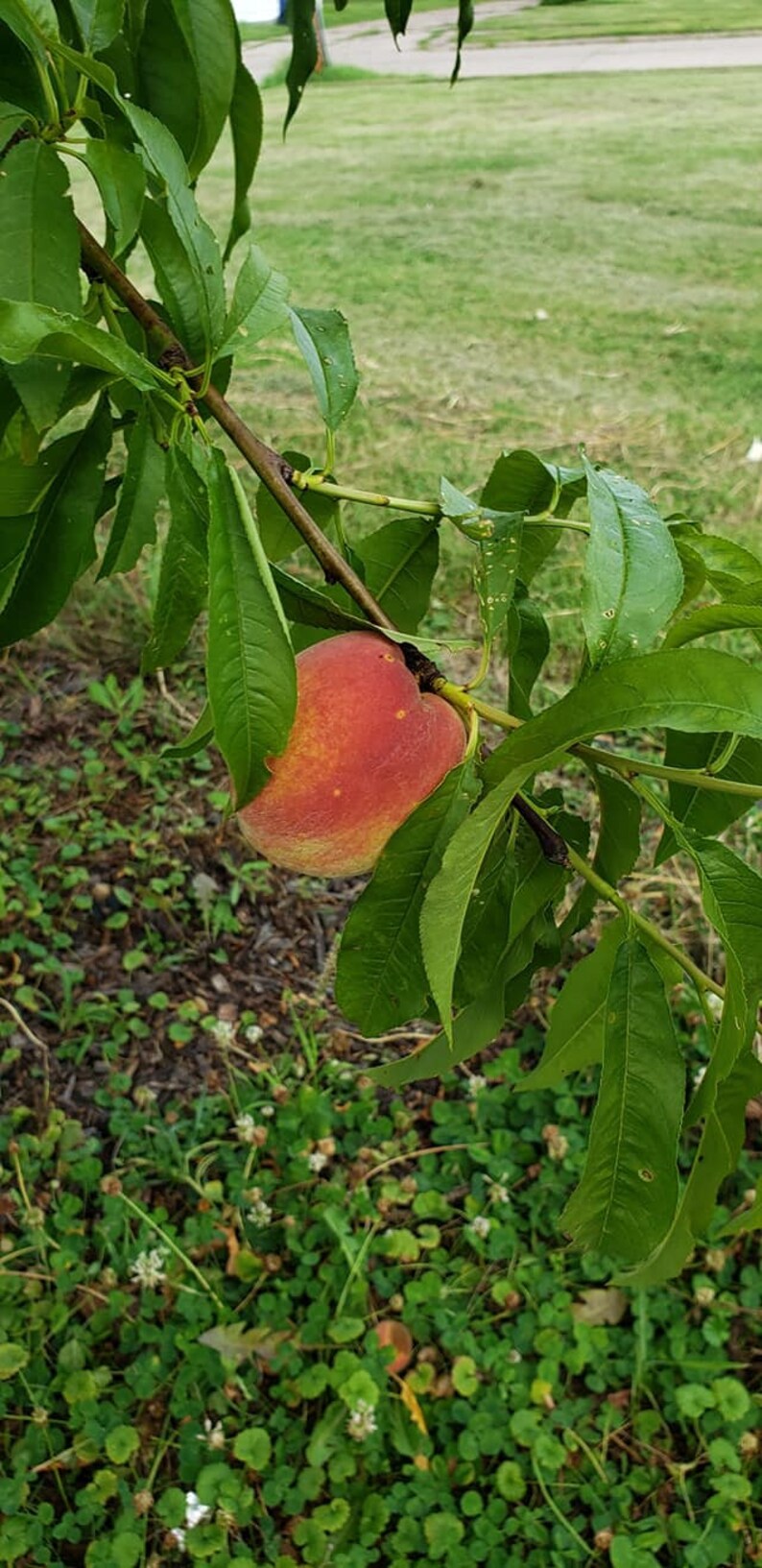 Hardy Peach Trees,usda Hardiness Zone 5b, Seedlings From Prunus Persica ...