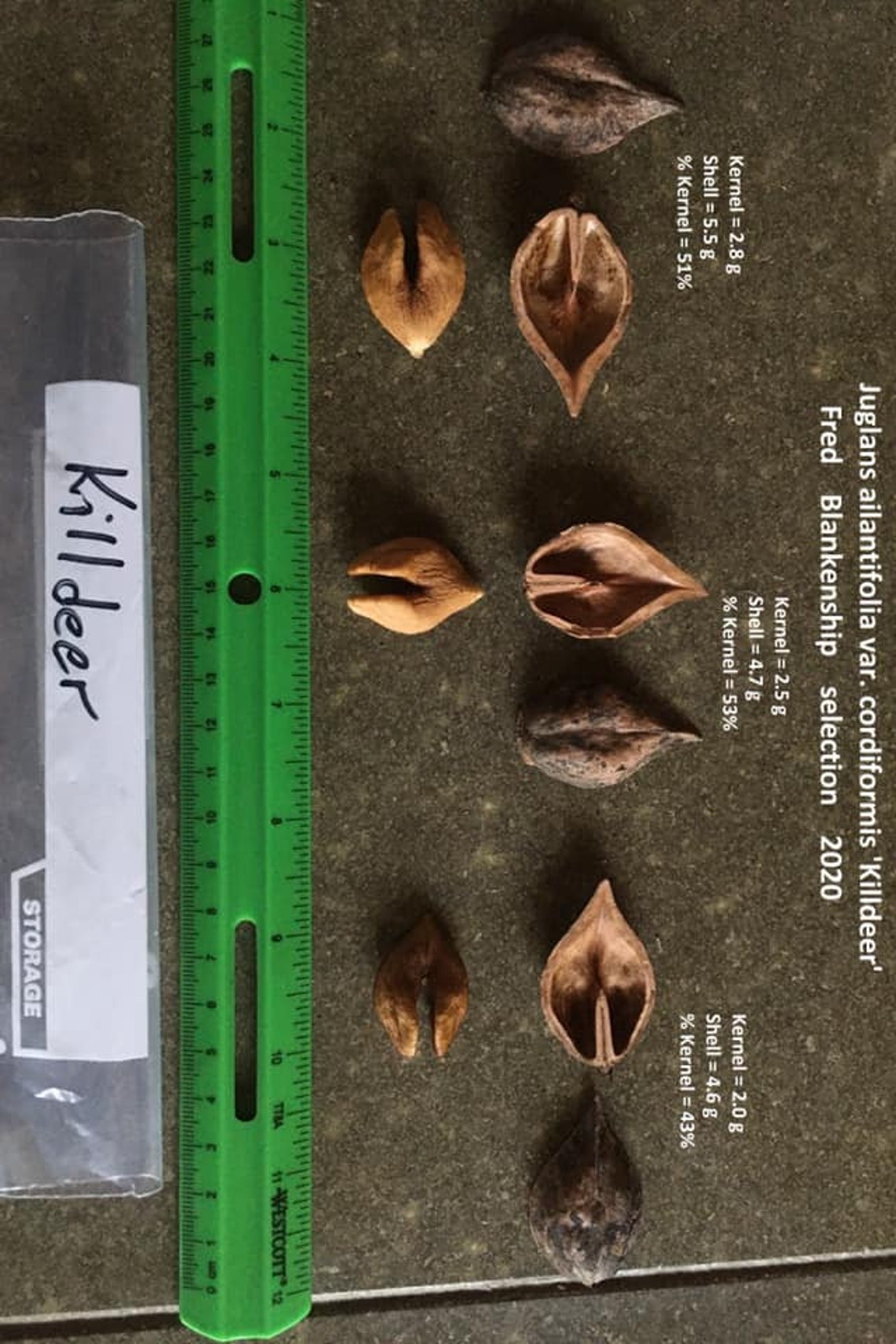 Heartnut Tree Potted Seedlings, Japanese Walnut, Juglans Ailantifolia ...