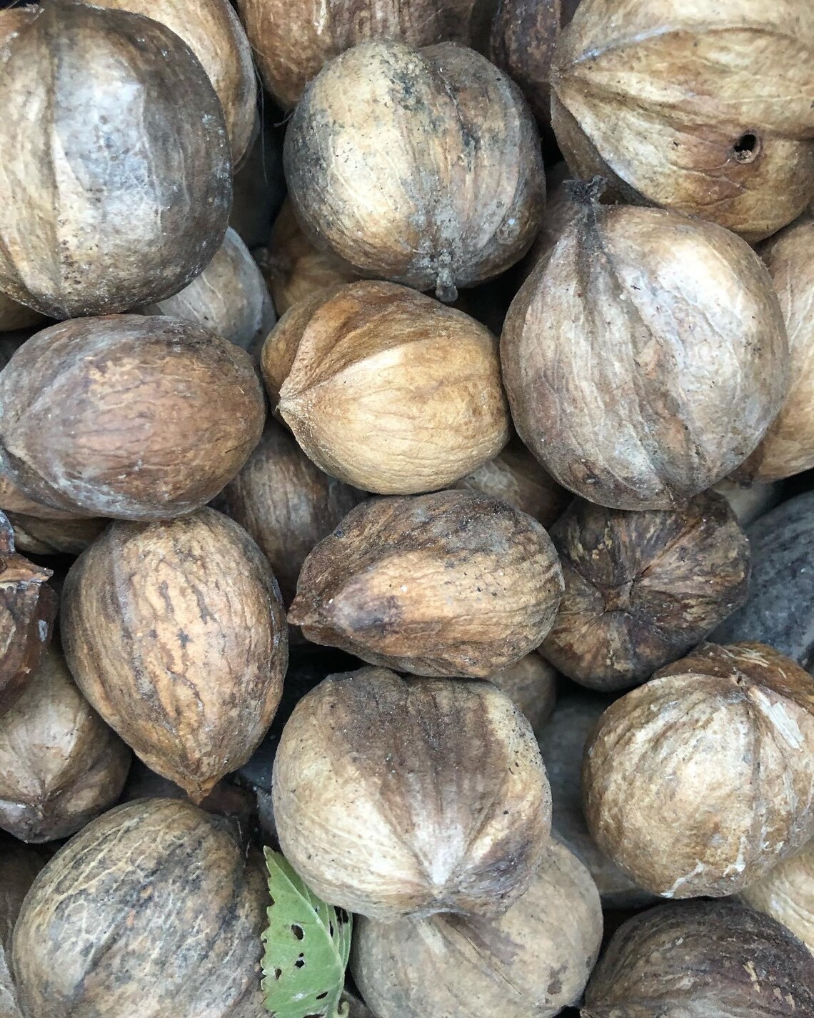 Shellbark Hickory carya Laciniosa Live Potted Seedlings From stauffer ...