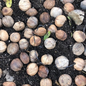 Shellbark Hickory (carya Laciniosa) Live Potted Seedlings From ...