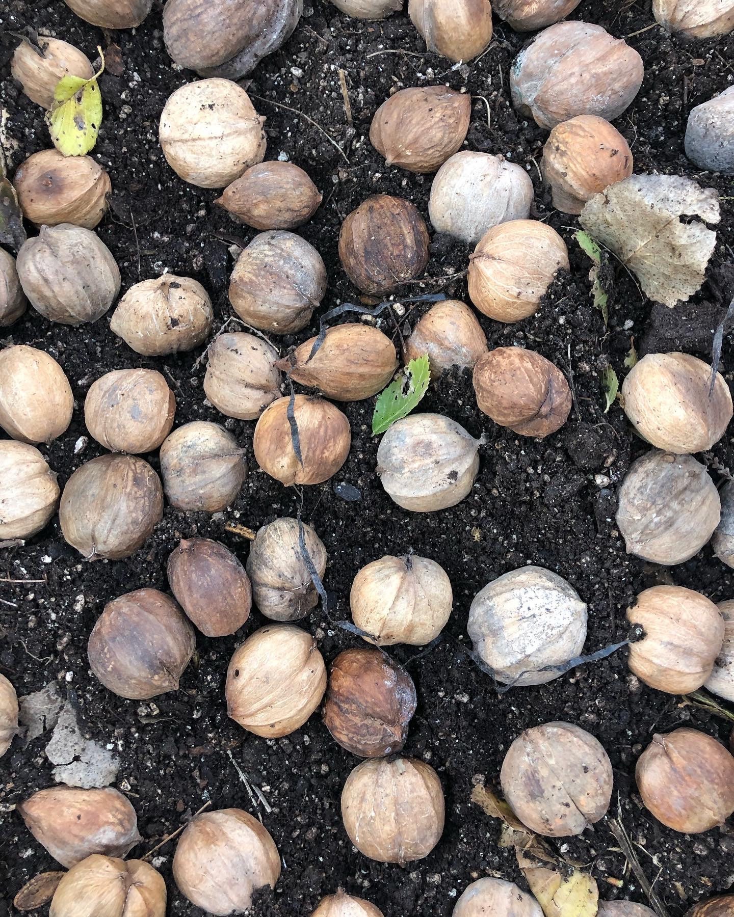 Shellbark Hickory carya Laciniosa Live Potted Seedlings From stauffer ...