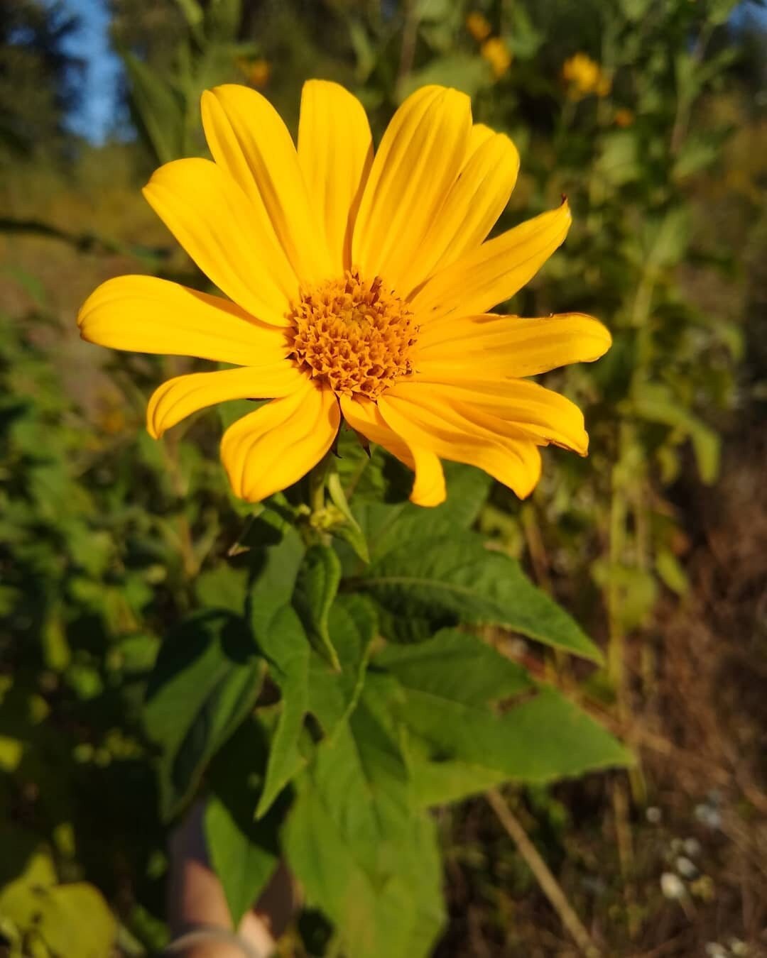 Sunchoke Live Potted Plant Jerusalem Artichoke Helianthus Tuberosus ...