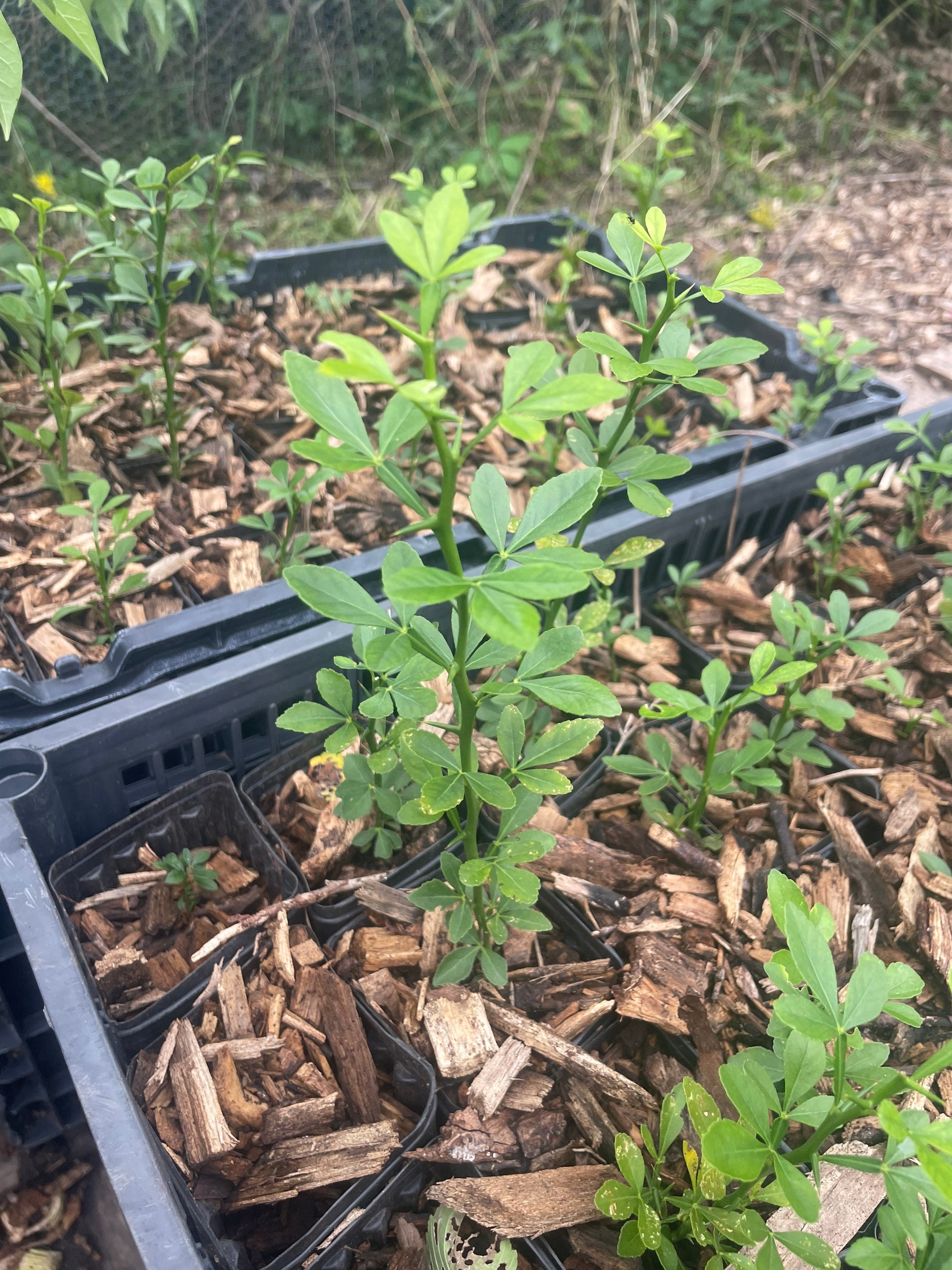 Trifoliate Orange poncirus Trifoliata Seedling, Potted Live Plant, Zone ...