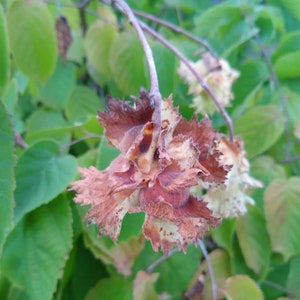 Hybrid Hazelnut Live Potted Plant, 8ft-15ft When Full Grown (corylus ...