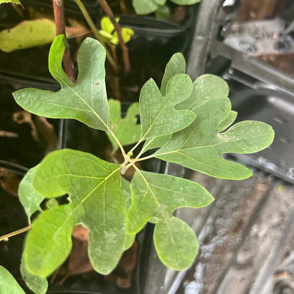 Sassafras Live Tree - Etsy