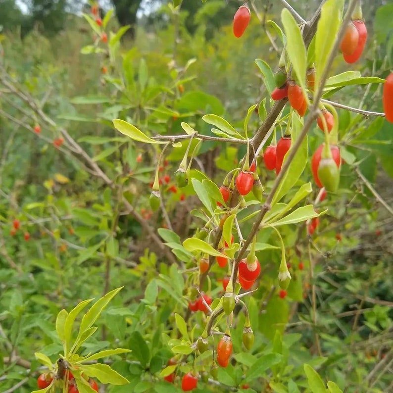 Potted Goji Berry Plants, Wolfberry, Lycium Barbarum, Matrimony Vine ...