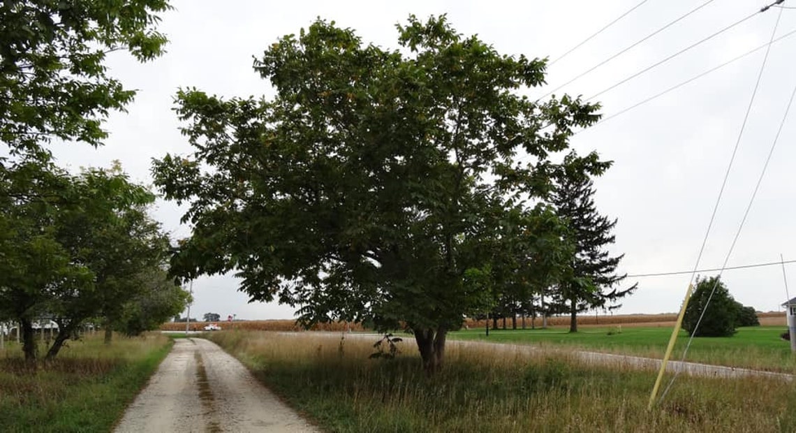 Heartnut Tree Potted Seedlings, Japanese Walnut, Juglans Ailantifolia ...