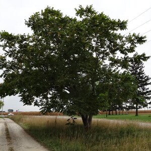 Heartnut Tree Potted Seedlings, Japanese Walnut, Juglans Ailantifolia ...