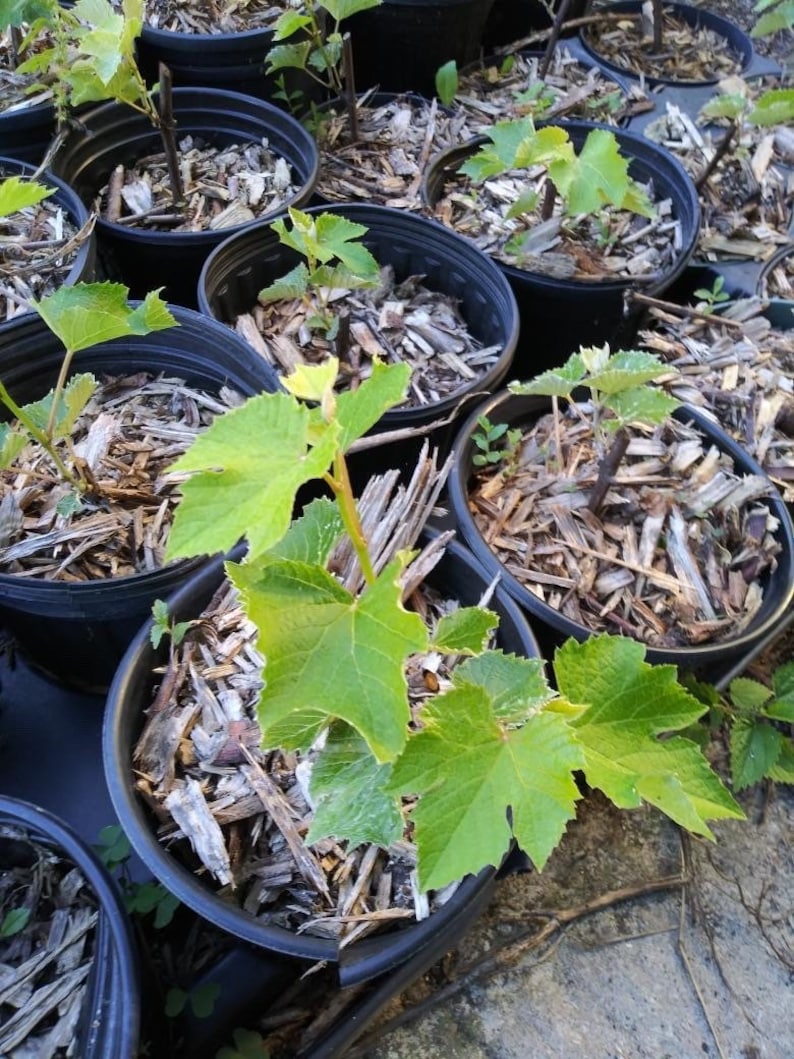 Concord Grape Vines Live Potted Plants Cold Hardy, Growing Zone 4-9 ...