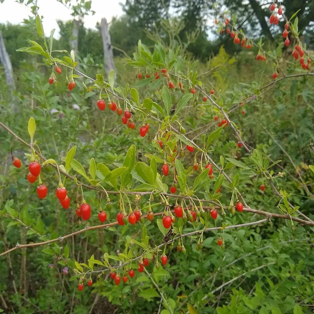 Potted Goji Berry Plants, Wolfberry, Lycium Barbarum, Matrimony Vine ...
