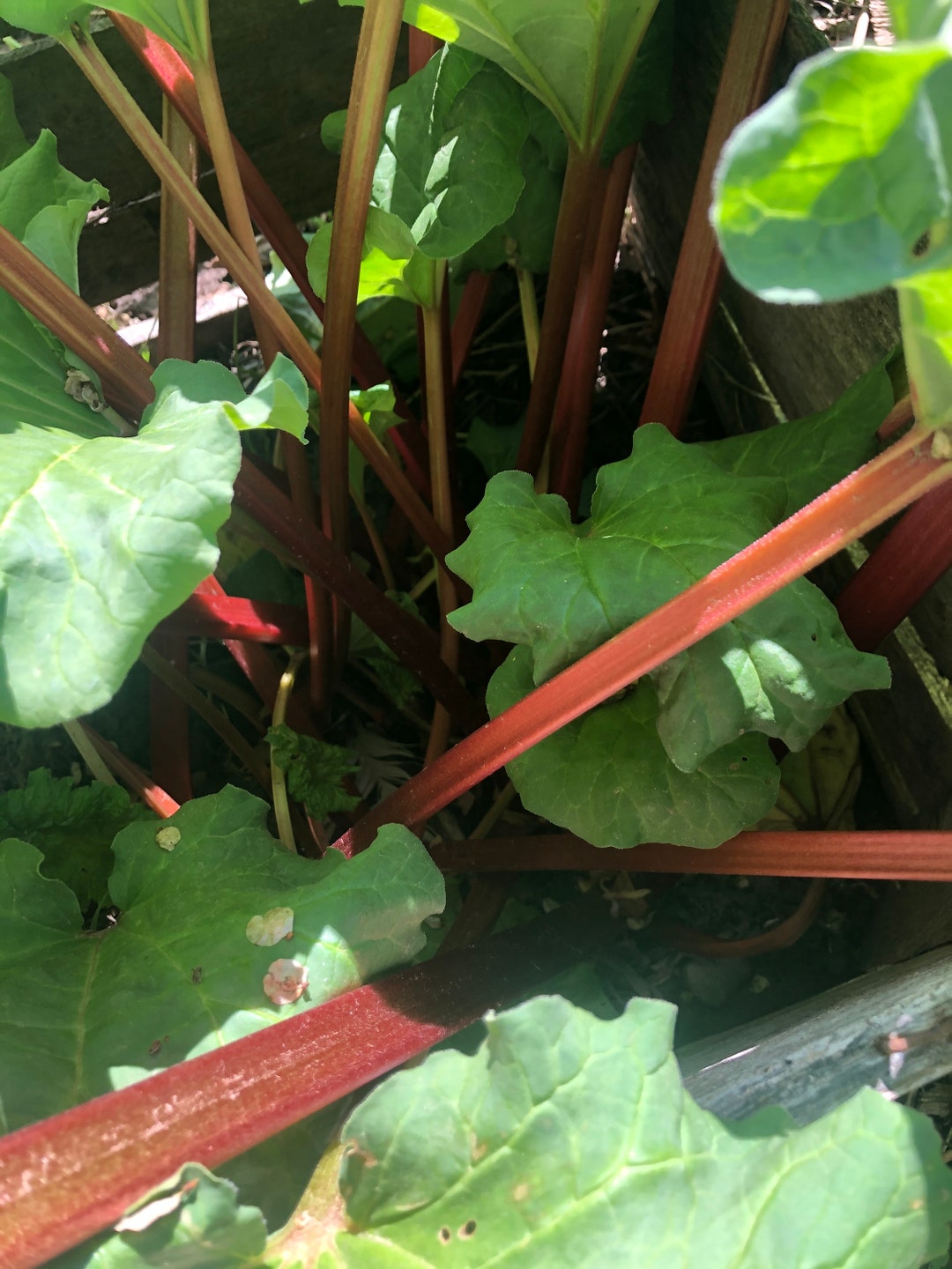 Rhubarb/rheum Rhabarbarum Live Potted Plant, Classic Perennial ...