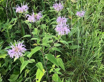 Native Bergamot monarda Fistulosa Starter Plant DORMANT - Etsy