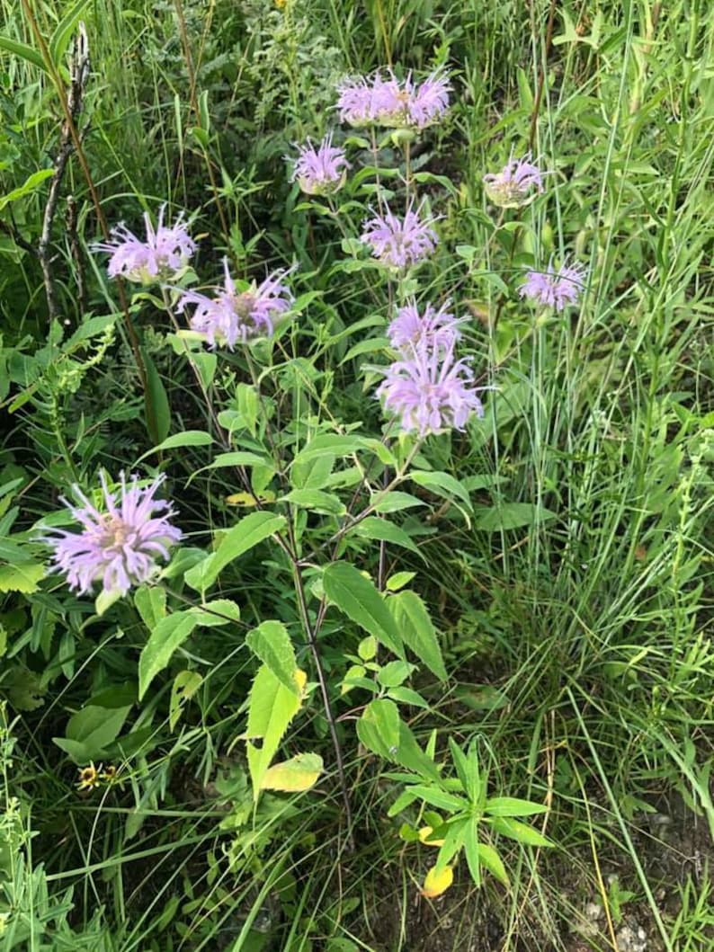 Potted Wild Bergamot, Monarda Fistulosa, Bee Balm, Native Plant, Zone ...