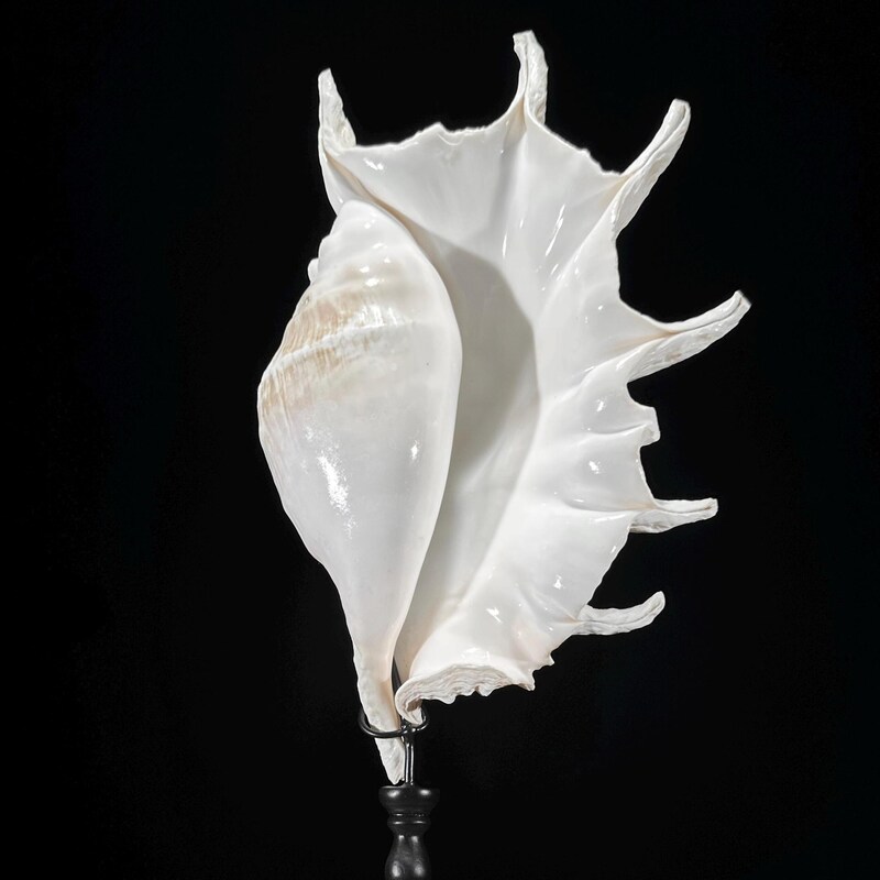 RichmondCuriosities - Etsy