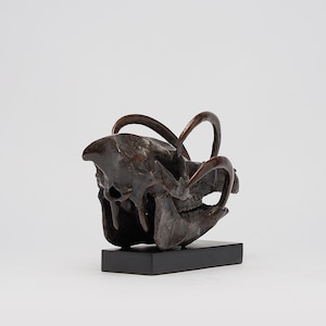 Bronze Babirusa Skull | Wild Pig Replica | Museum-quality Animal Skull ...