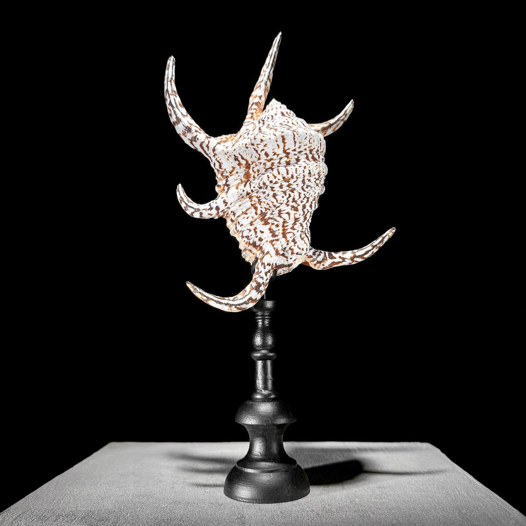 Spiked Sea Shell on Stand – Exotic Coastal Accent | Ocean-inspired ...