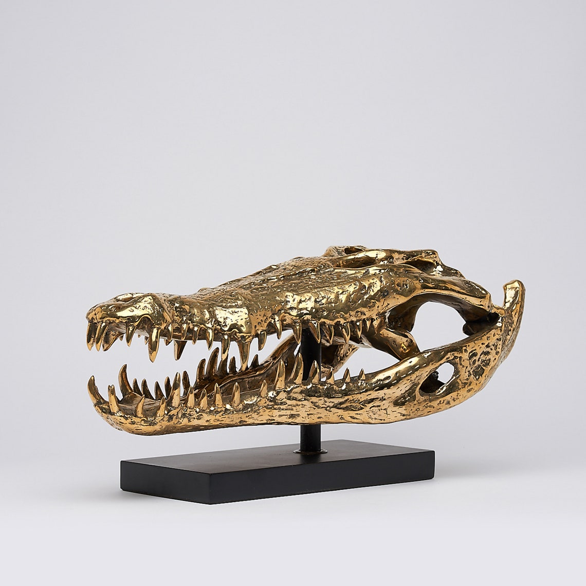 Very Large 50cm Saltwater Crocodile Skull in Polished Bronze - Etsy