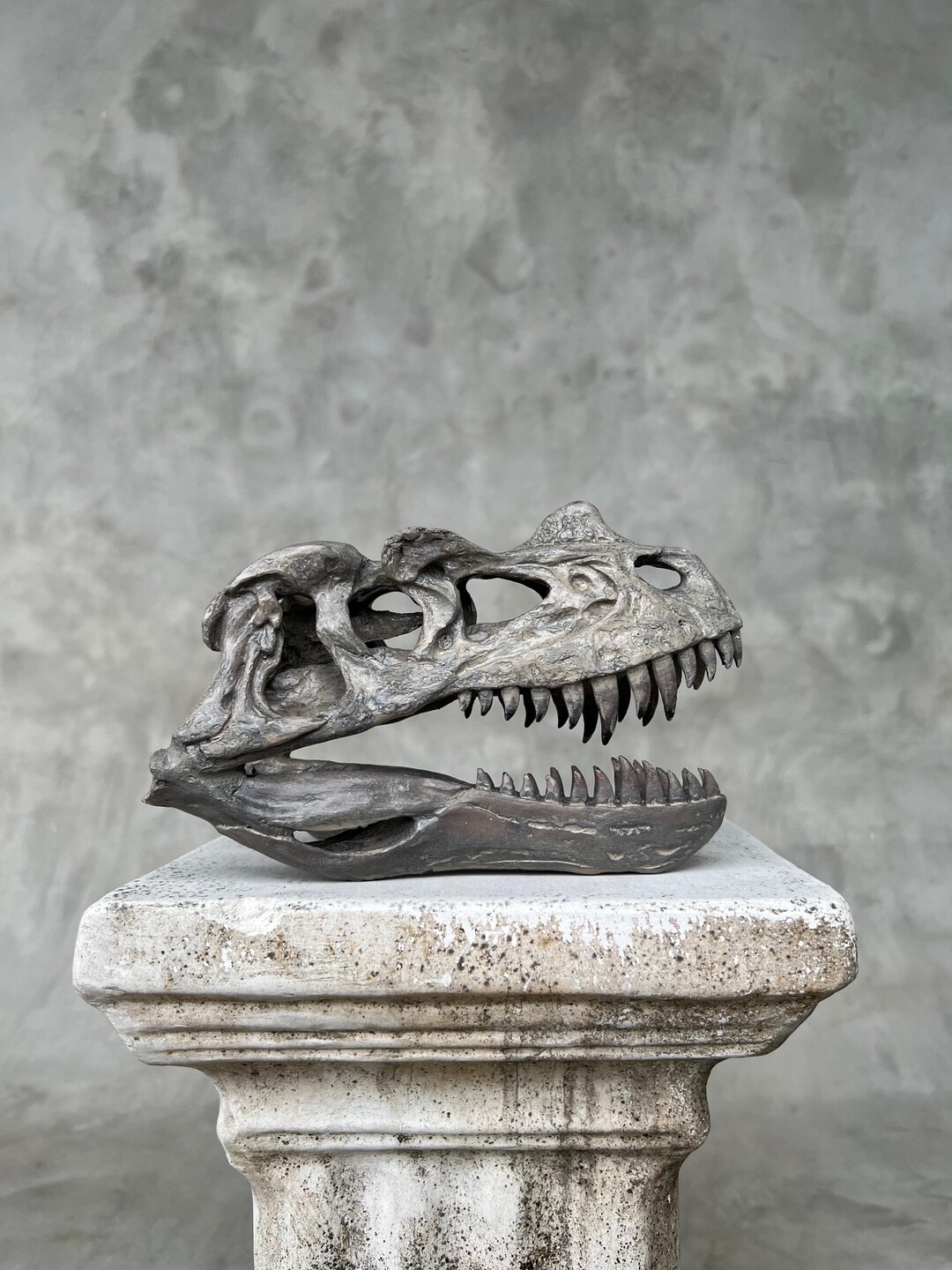 Grey Ceratosaurus Skull Resin Replica | Dinosaur Fossil Sculpture ...