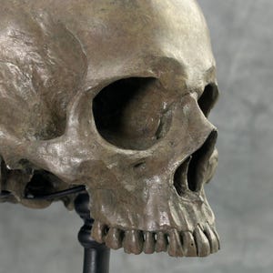 Stunning Human Skull No Jaw Statue on a Custom Stand - Brown Color ...