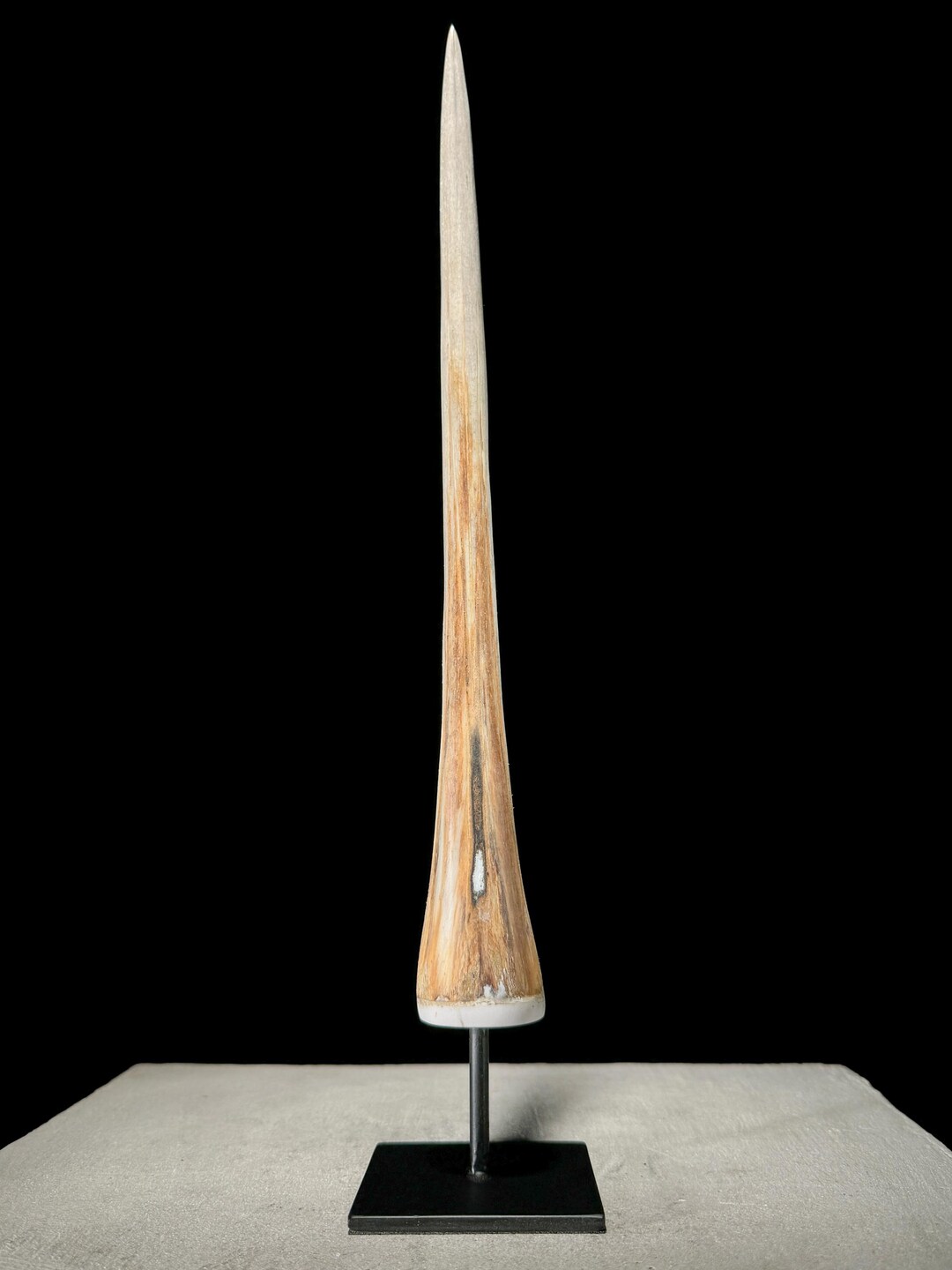 Marlin Tusk on Stand: Coastal Nautical Decor, Modern Interior Styling ...