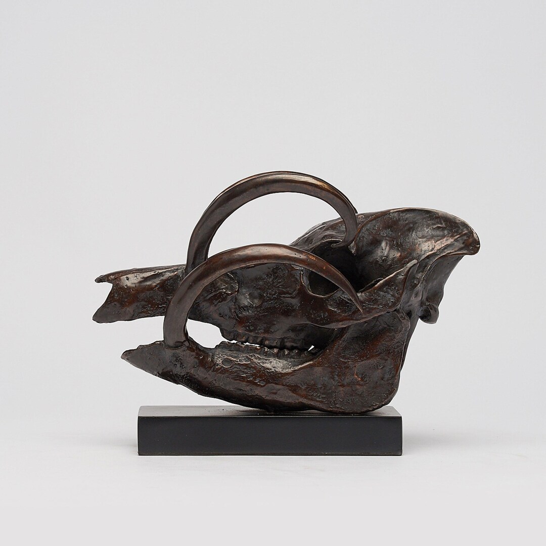 Babirusa Skull - Etsy