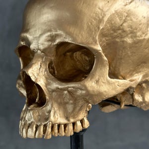 Stunning Human Skull No Jaw Statue | Anatomical Sculpture on Stand ...