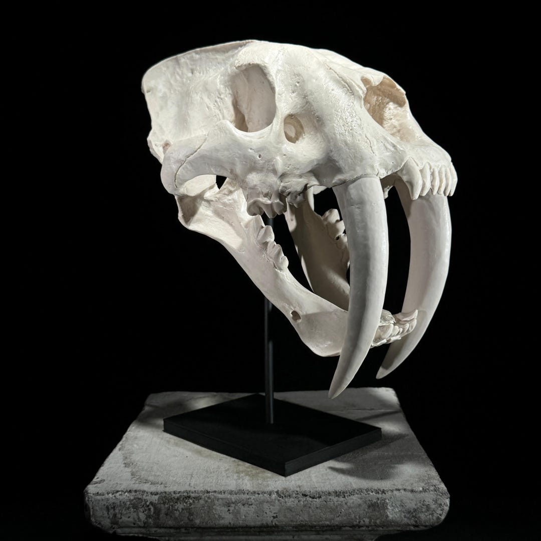 Saber Tooth Tiger Skull – White Sabertooth Replica | Prehistoric Fossil ...