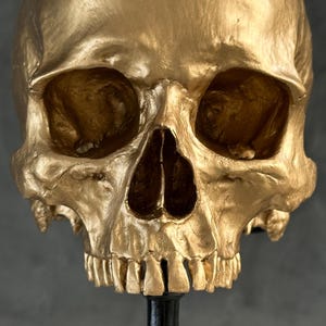 Stunning Human Skull No Jaw Statue | Anatomical Sculpture on Stand ...