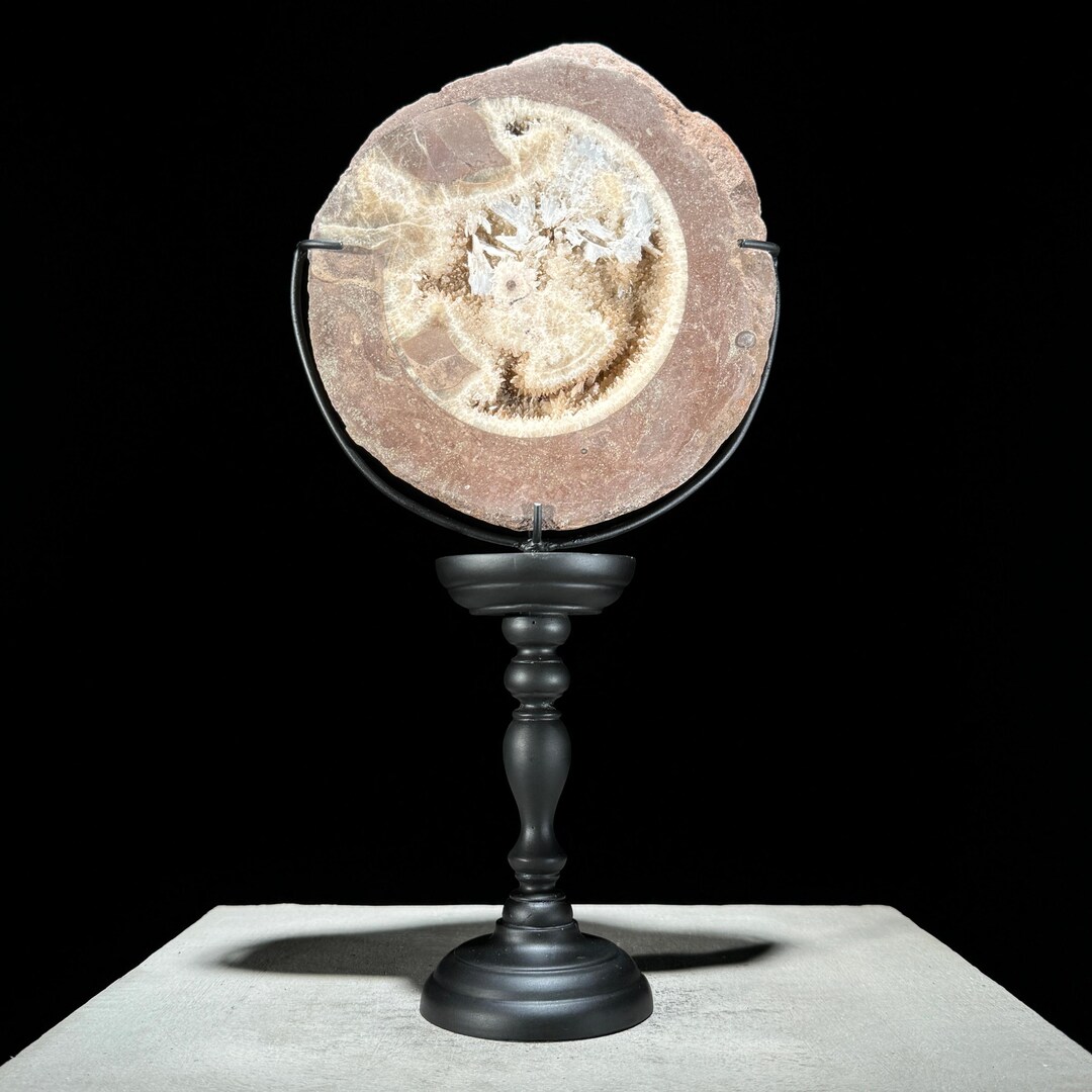 Ammonite Fossil on Stand | Natural Ammonite Display | Unique Fossil ...