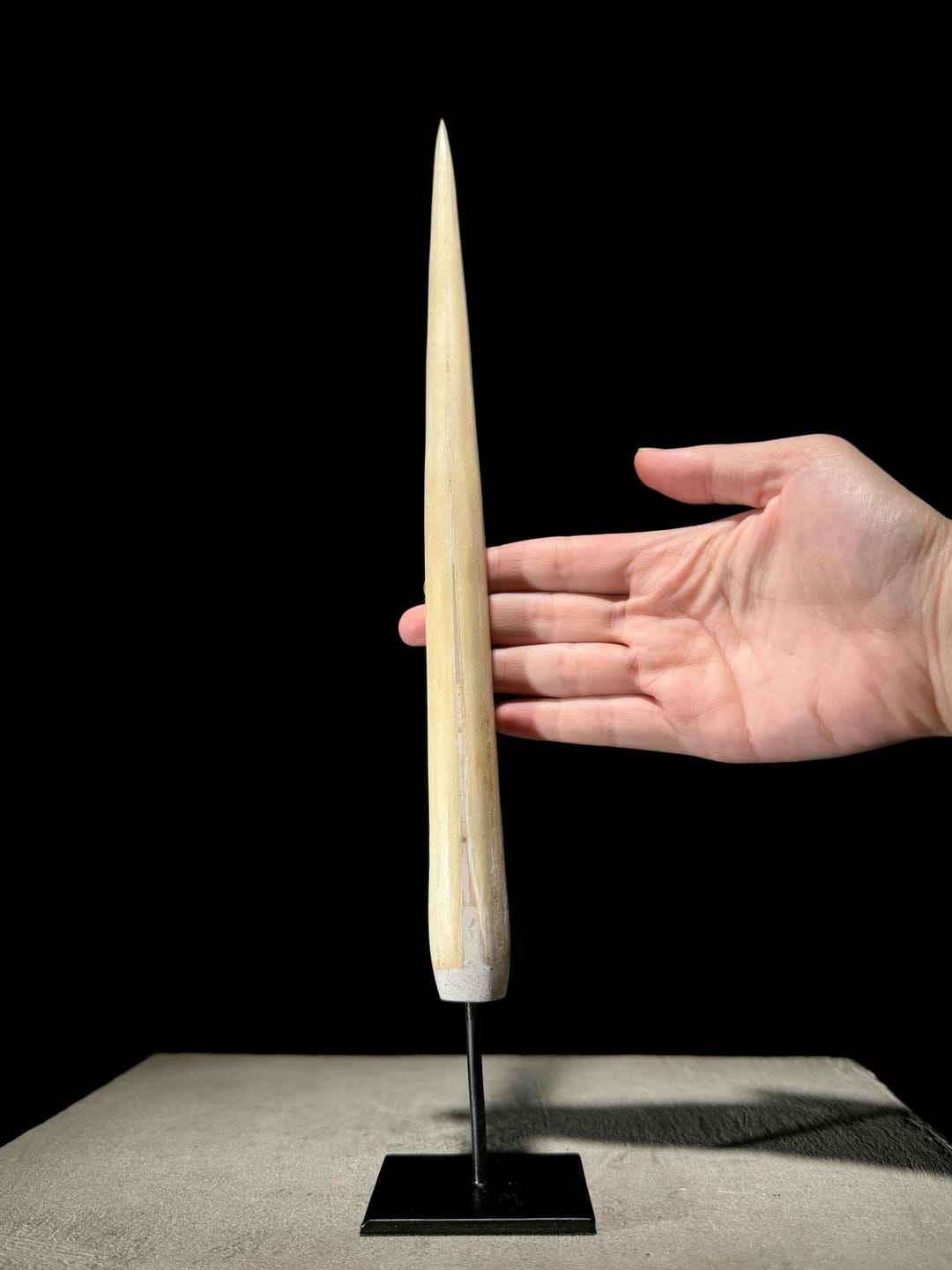 Natural Marlin Tusk on Metal Stand: Coastal Decor Sculpture, Beach ...