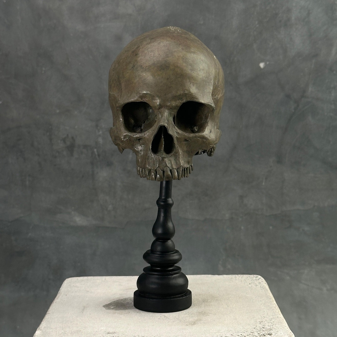 Stunning Human Skull No Jaw Statue on a Custom Stand - Brown Color ...