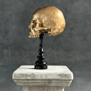 Stunning Human Skull No Jaw Statue | Anatomical Sculpture on Stand ...