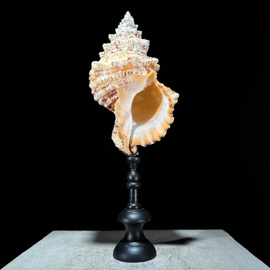 Golden Mouth Big Frog Snail Large Conch Shell on Stand | Triplofusus ...