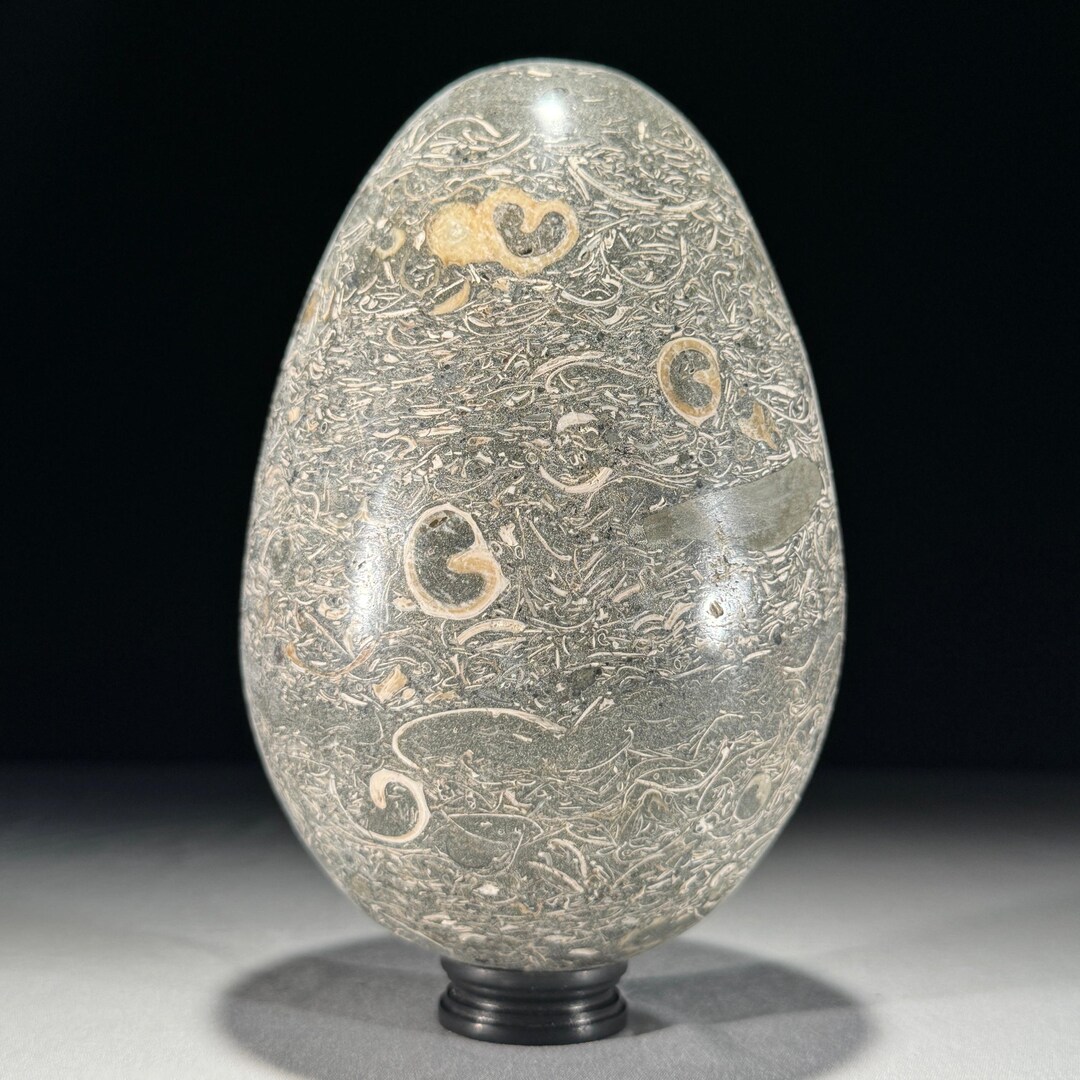 Turritella Egg-shaped Stone | Natural Fossil Stone | Decorative Egg ...