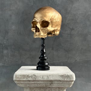 Stunning Human Skull No Jaw Statue | Anatomical Sculpture on Stand ...