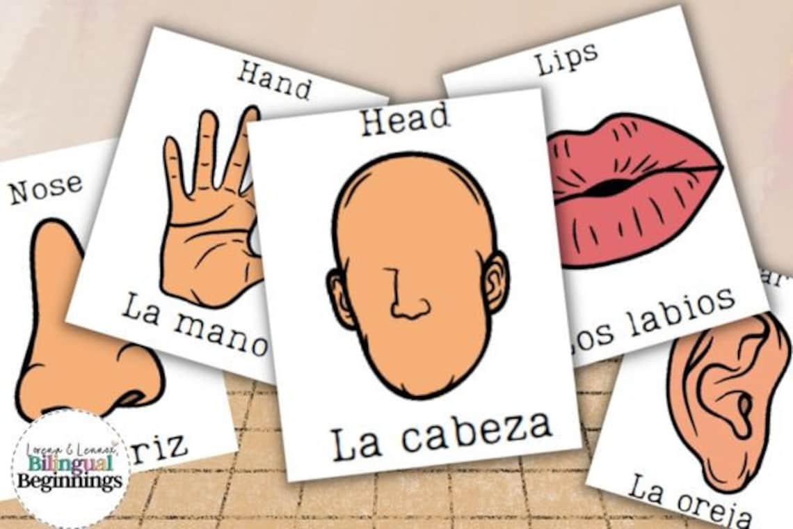 Learning the Body Parts in Spanish: 23 Flashcards - Etsy