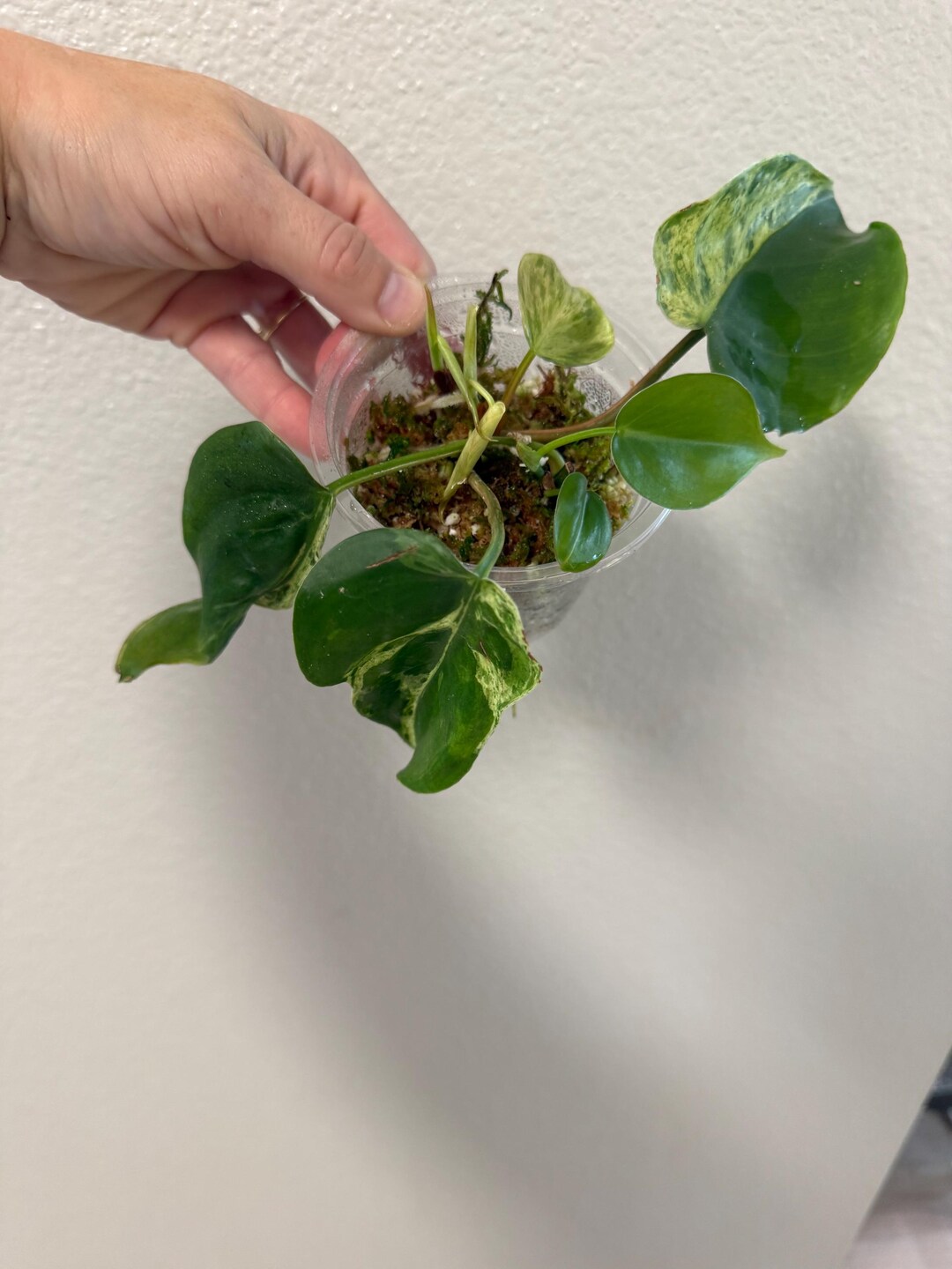 Variegated Heart Leaf Philodendron Exact Plant - Etsy