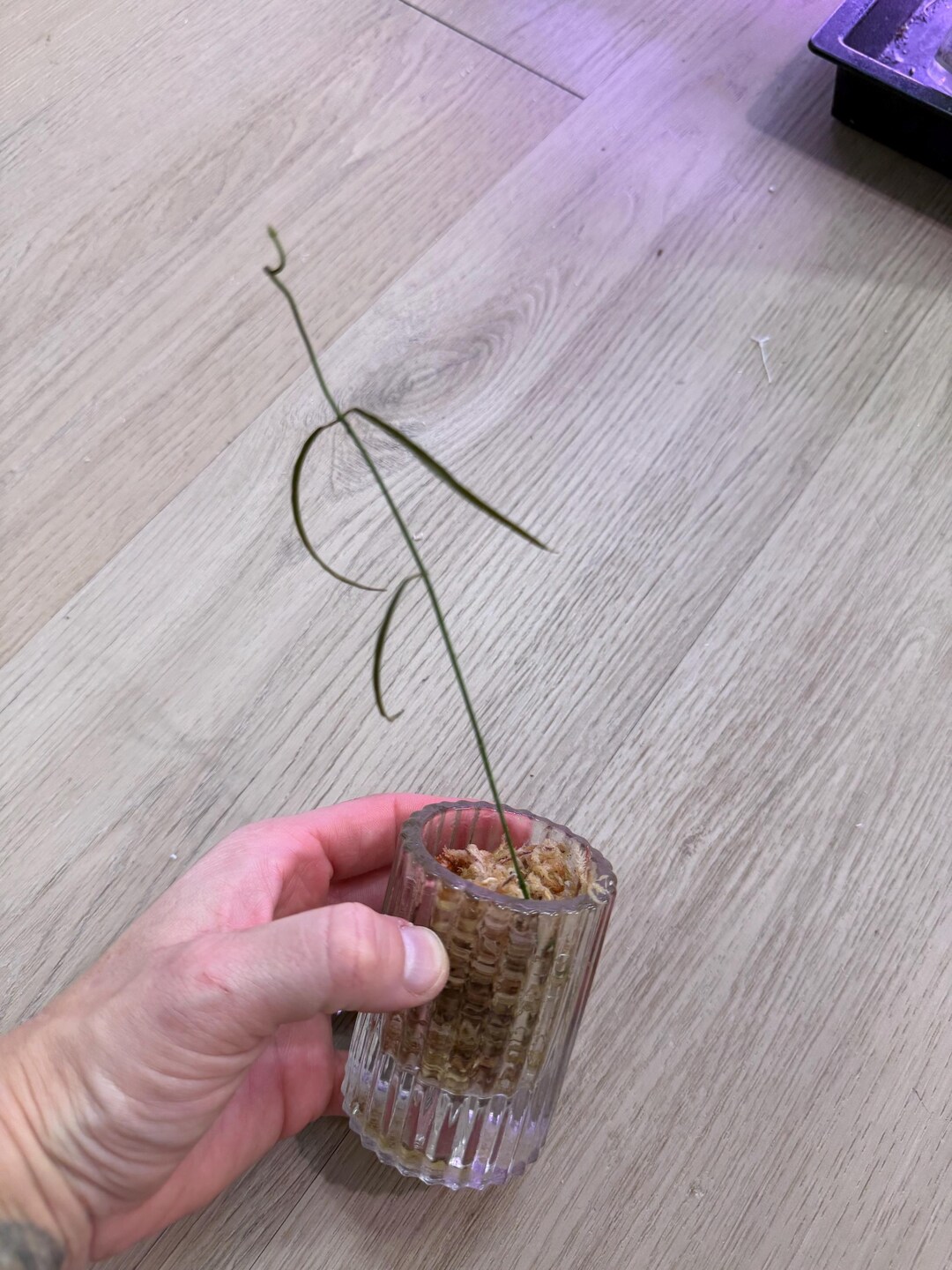 Hoya Stenophylla Exact Plant - Etsy