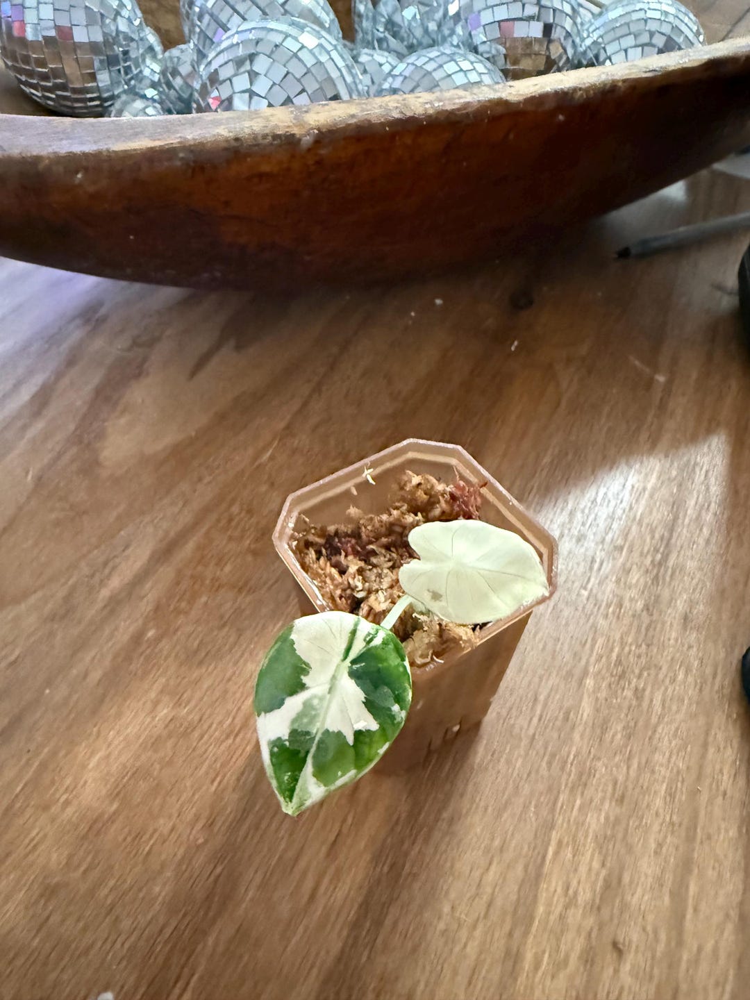 Alocasia Frydek Fully Rooted Clone - Etsy