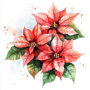 10 X Christmas Poinsettia Clipart - High Quality Jpgs - Holidays ...